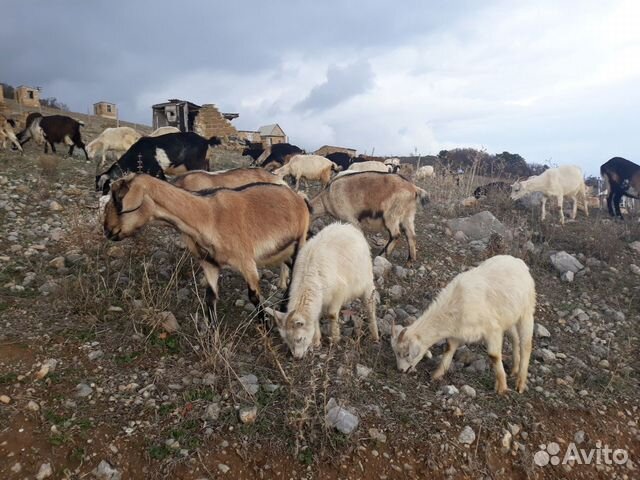 Козы помесь альпийские/нубийские