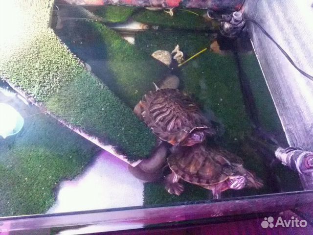 Отдам красноухих черепах