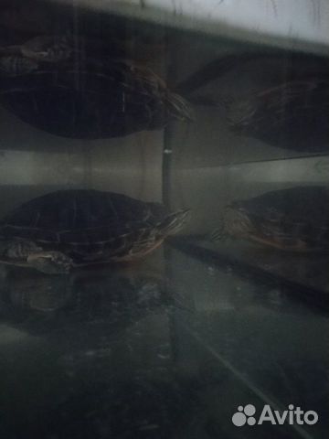 Красноухий Пашка Черепашка