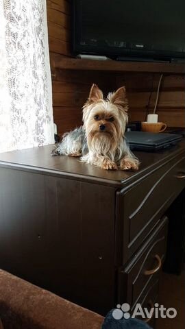 Йоркширский терьер