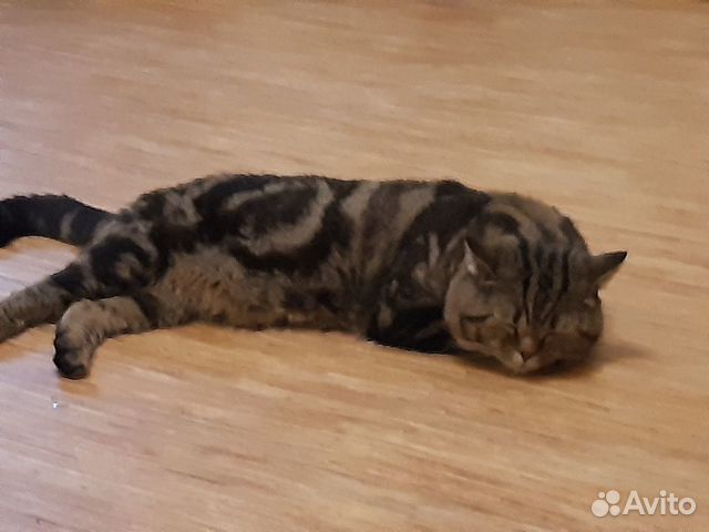 Вязка кот британский
