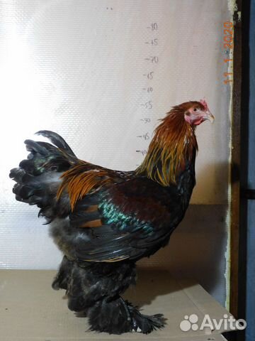 Петухи на продажу