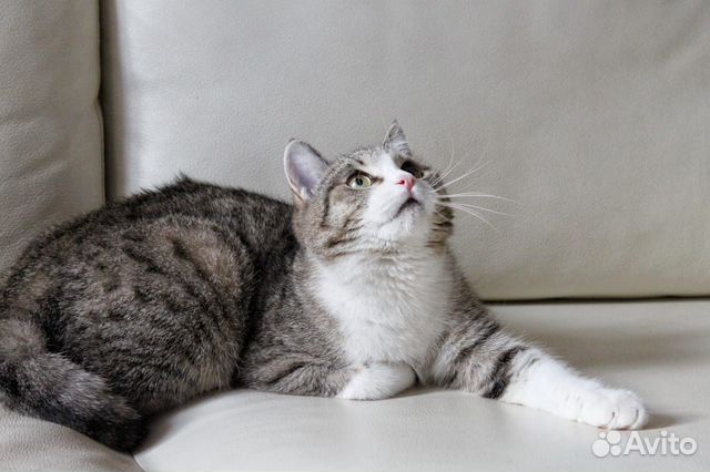 Соня - нежная кошечка-подросток