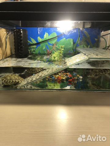 Красноухие черепахи