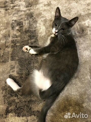 Табаки в дар