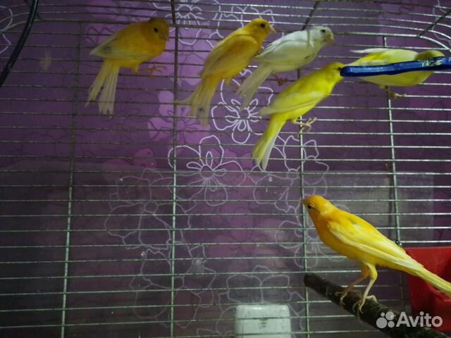 Канарейки и кенара