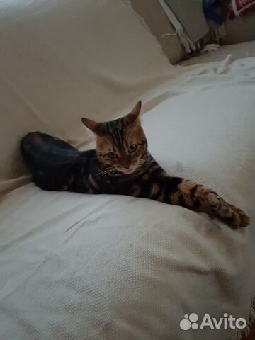 Кошечка бенгалчик как можно быстрее