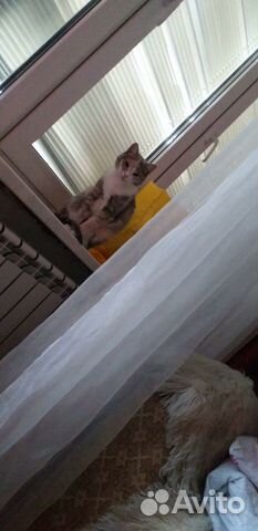 Умерла одинокая женщина, кошку выбрасывают