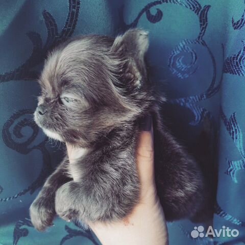 Голубое сокровище