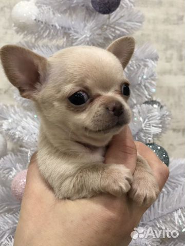 Мини Девочка чихуахуа