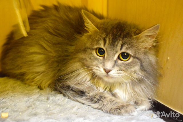 Сибирская Манечка 3 мес в добрые руки