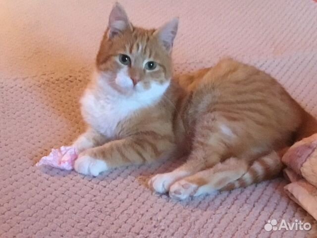 Котенок Барсик в хорошие руки