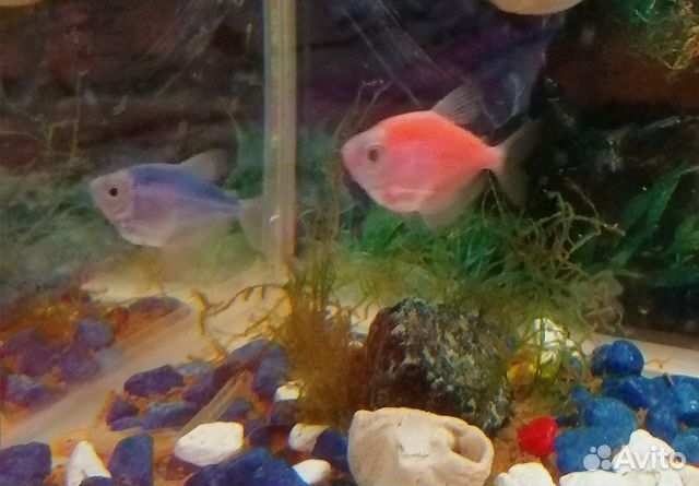 Рыба Тернеция