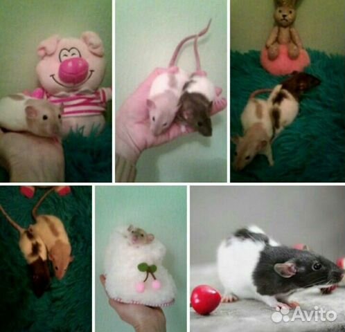 Крыски Дамбо и Рексы кучерявые