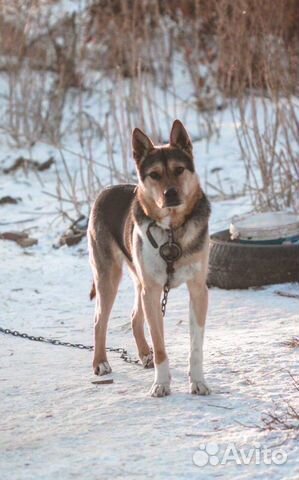 Каспер ищет дом