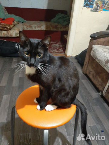 Продаём кота,лучшего на свете