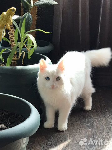 Турецкая Ангора