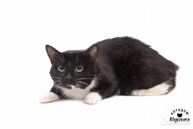 Особенный котик Марсель