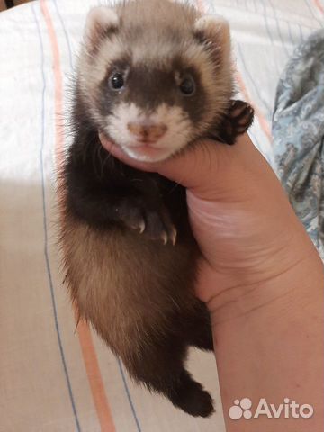 Хорек