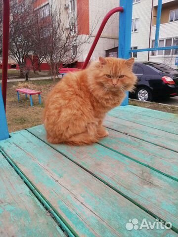 Огромный шикарный рыжий кот