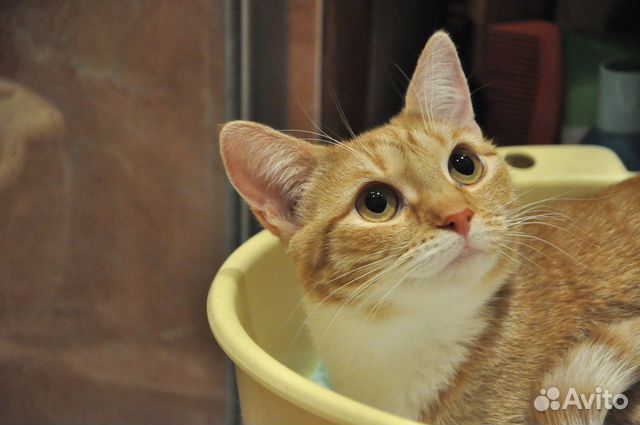 Персиковые и рыжие домашние кошки в добрые руки