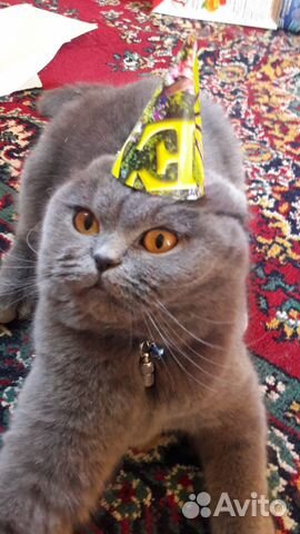 Кошка британская короткошерстая+скотиш фолд, 3года