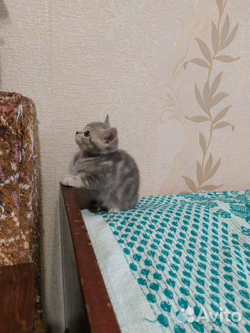 Котята Шотландсике