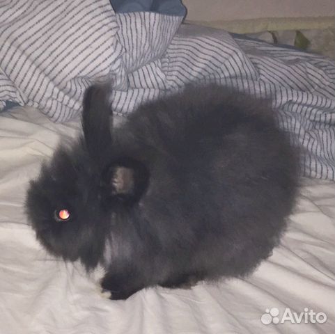 Декоративный кролик
