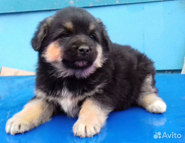 Бутузики-карапузики