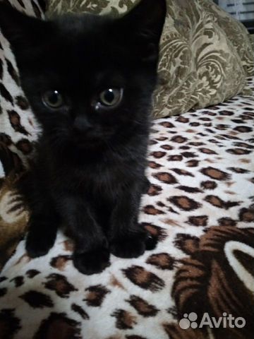 Продается котенок