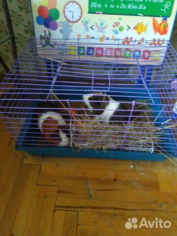 Морские свинки + клетка