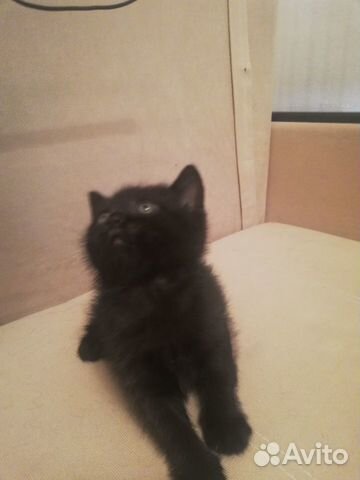 Британский котенок