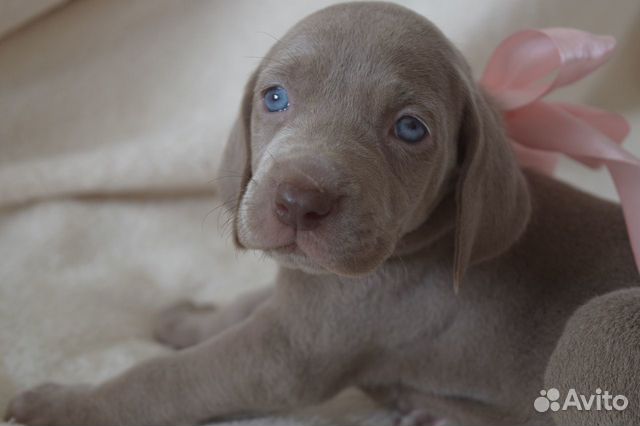 Веймаранер