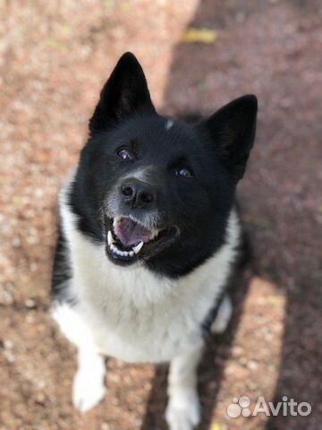 Красавица Кира осталась одна