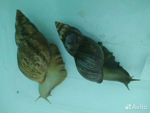 Отдам в хорошие руки 2 улитки ахатины