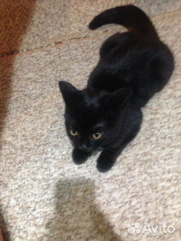 Отдам британскую кошечку