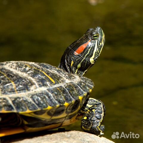 Черепаха