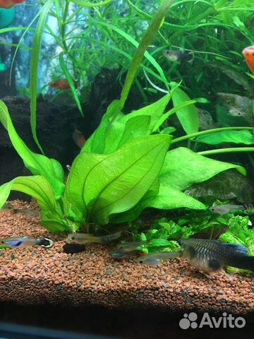 Рыбки гуппи и меченосцы