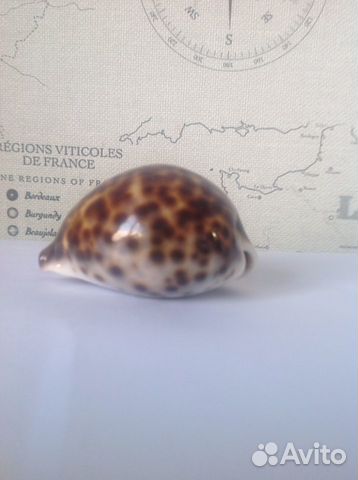 Морская ракушка раковина