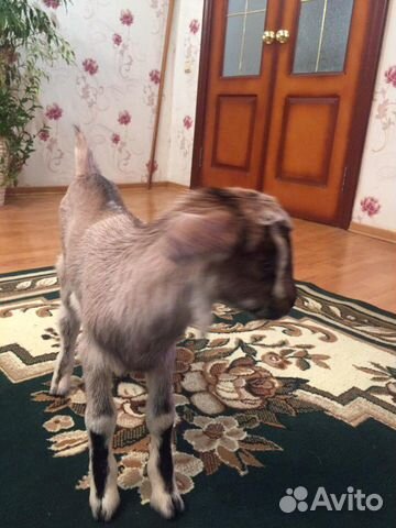 Продаются козлики, чешско- нубийской породы