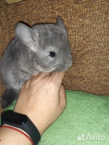 Продам шиншиллёнка мальчик фиолет носитель сапфира