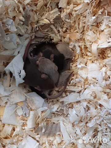 Сатиновые декоративные мышки