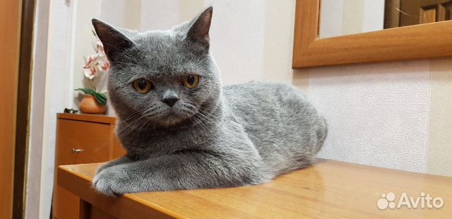 Шикарный котенок экзот 6,5мес привит, кастрат