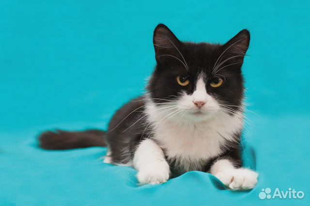 Фрося споет вам песенку, ласковая кошечка в Дар