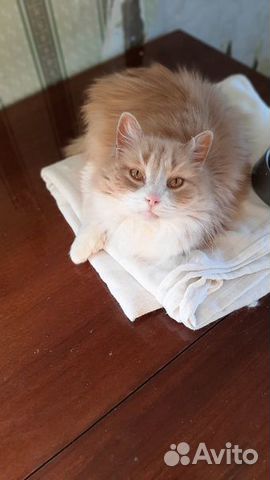 Котик персик