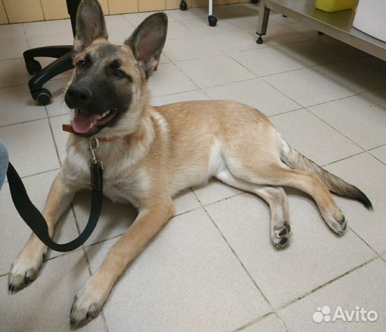 Бельгийская овчарка