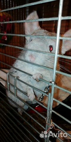 3 Шиншиллы (остался только 1 мальчик)