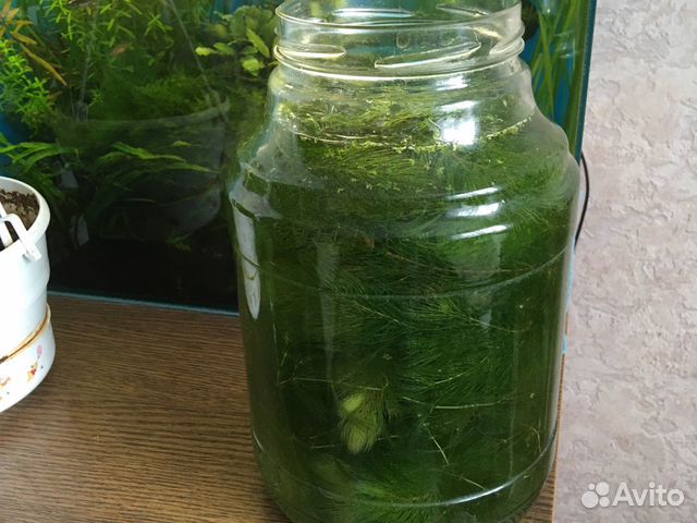 Роголистник