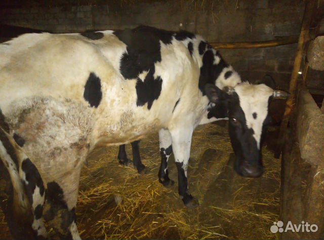 Продаются коровы