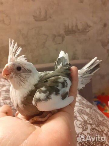 Ручные птенцы корелла